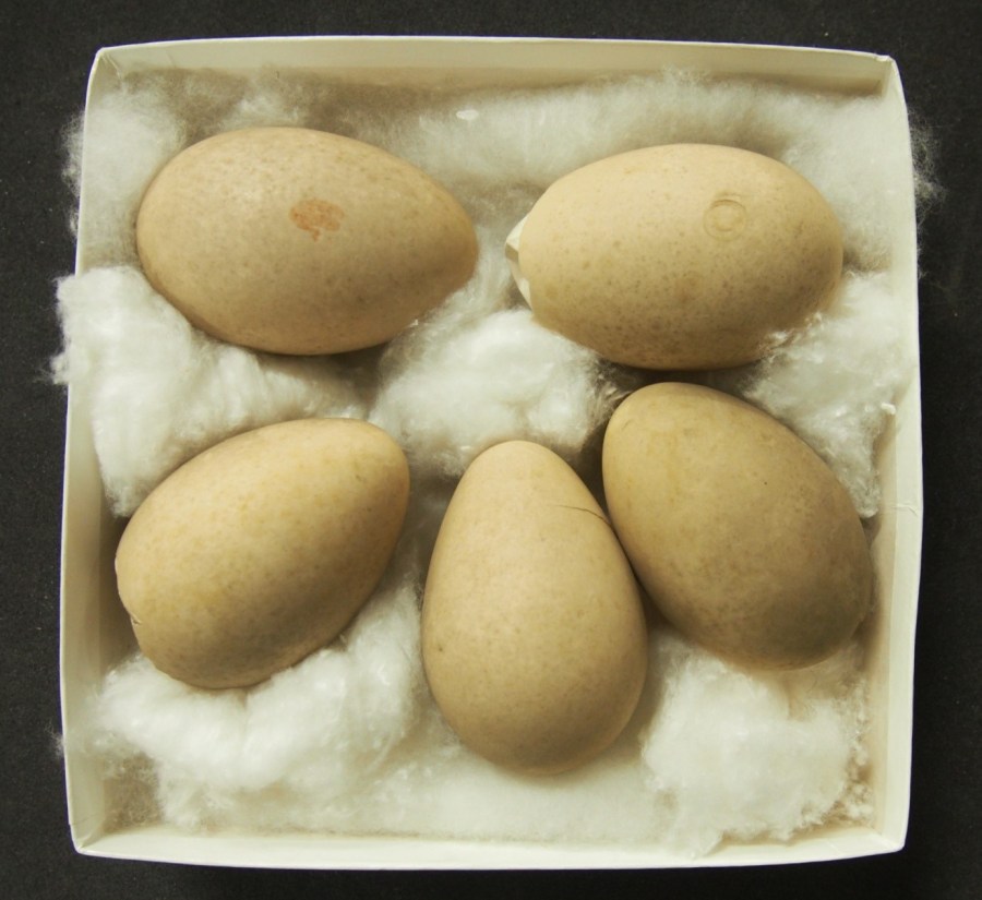Handle with care: bringing museum egg collections to life | NatSCA