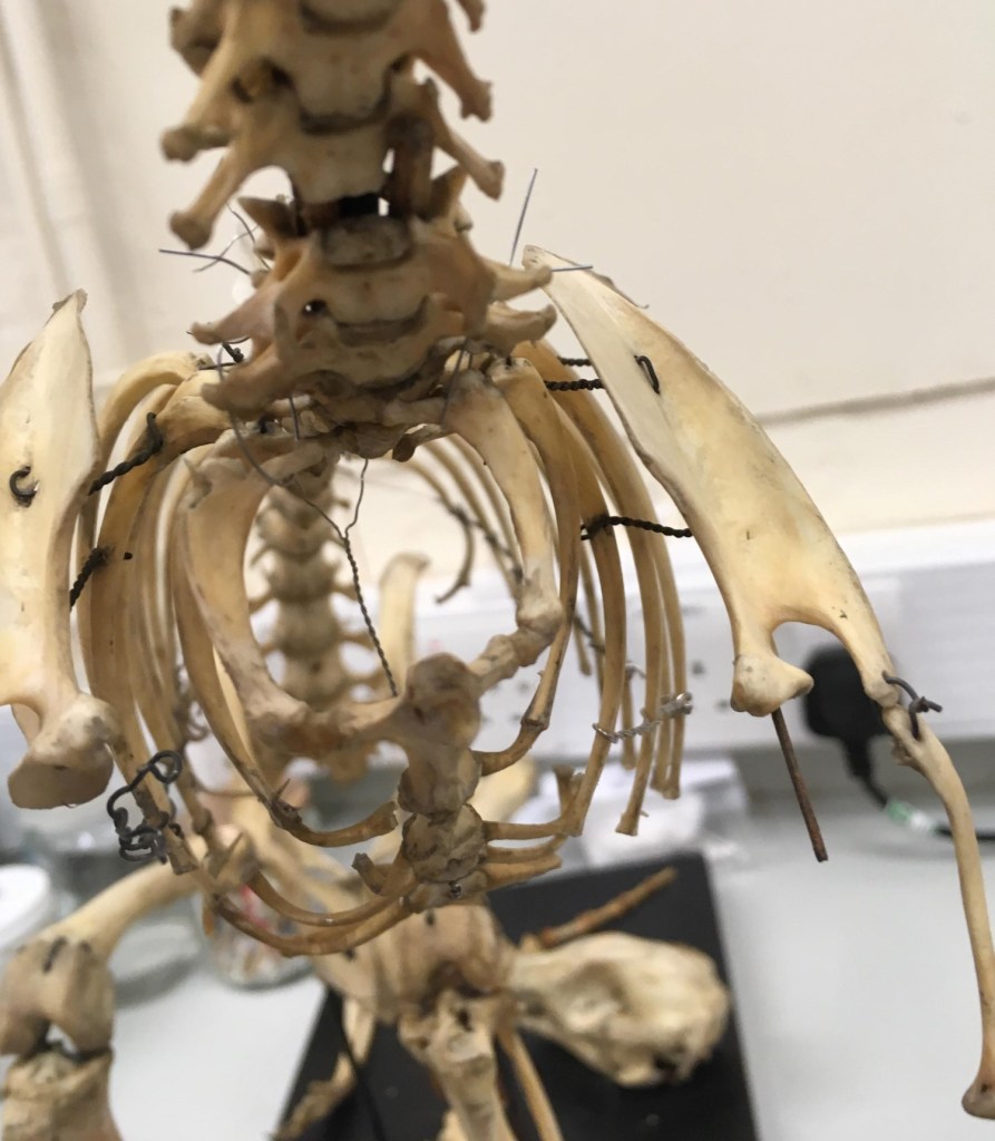 Playing with Wire: The Conservation of a Wallaby Skeleton | NatSCA