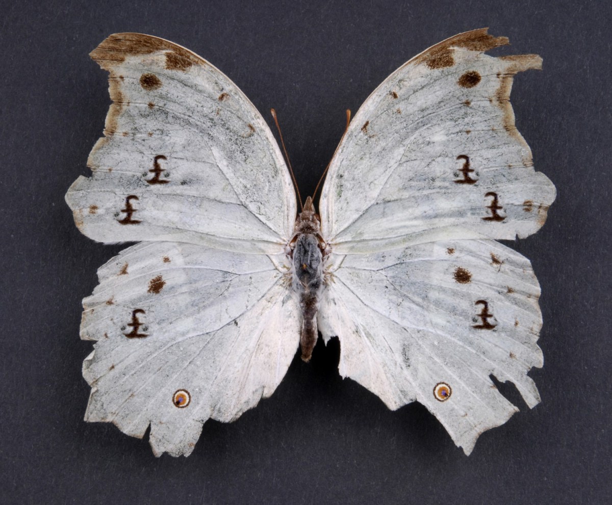 Loot For Coots/Dough For Crows/Brass For Bass/Dosh For Moss etc ...