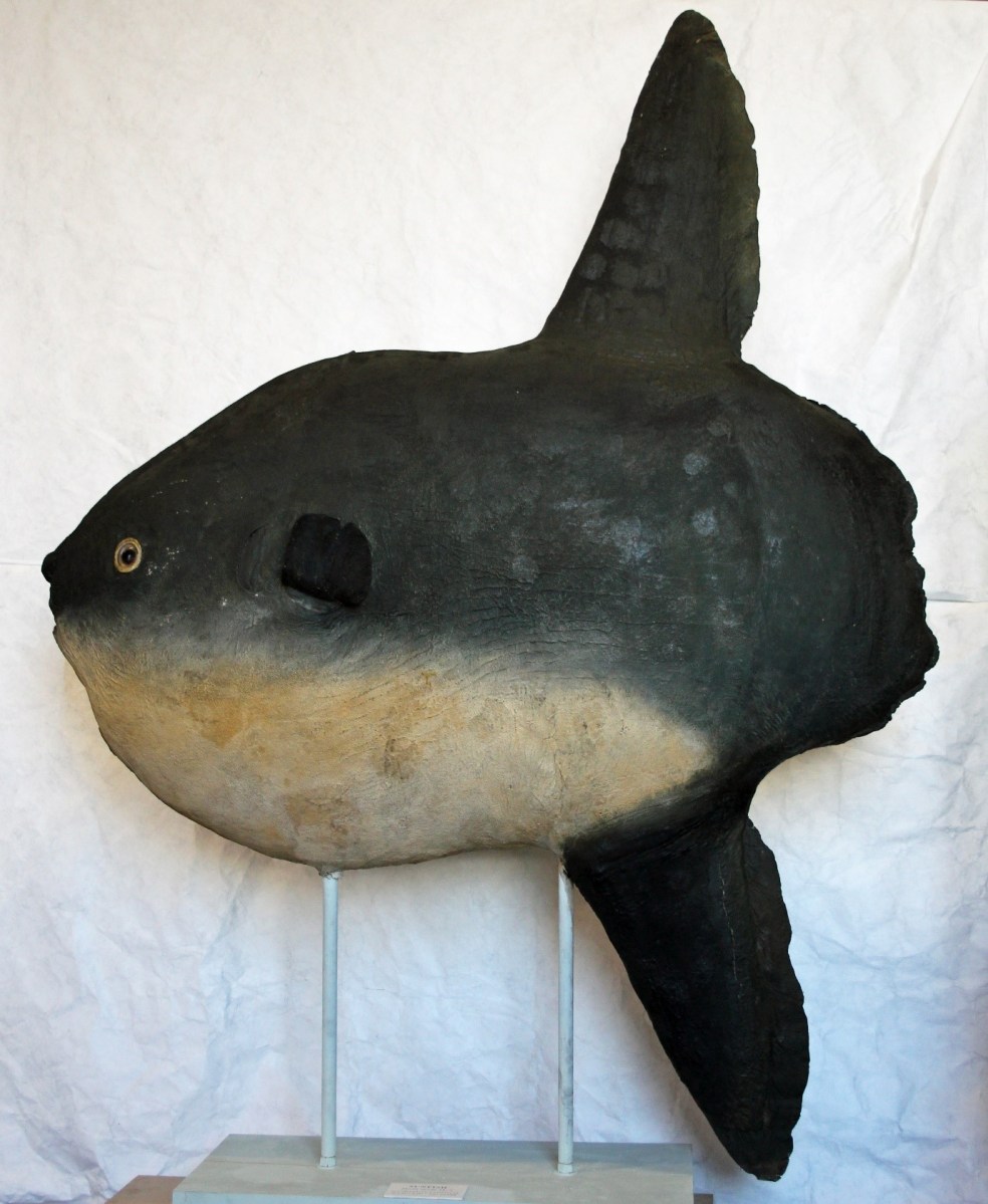 A Sunfish, a Sheriff and a Register | NatSCA