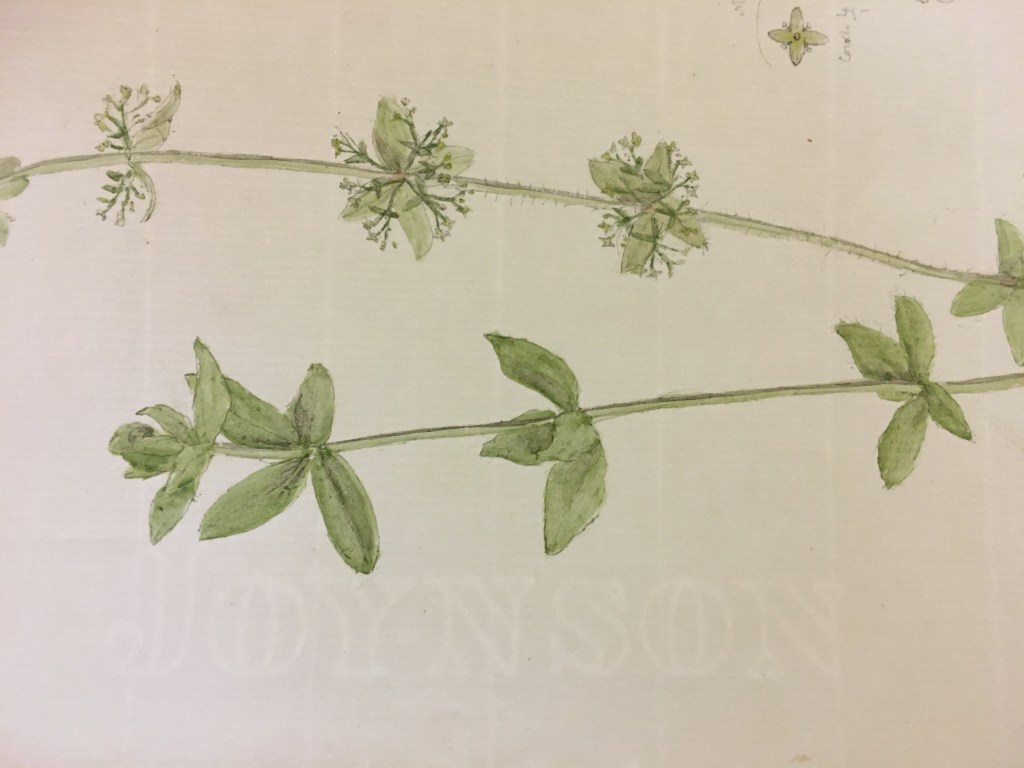 Flora Explorer: Opening the Cabinets at Portsmouth Museums. | NatSCA